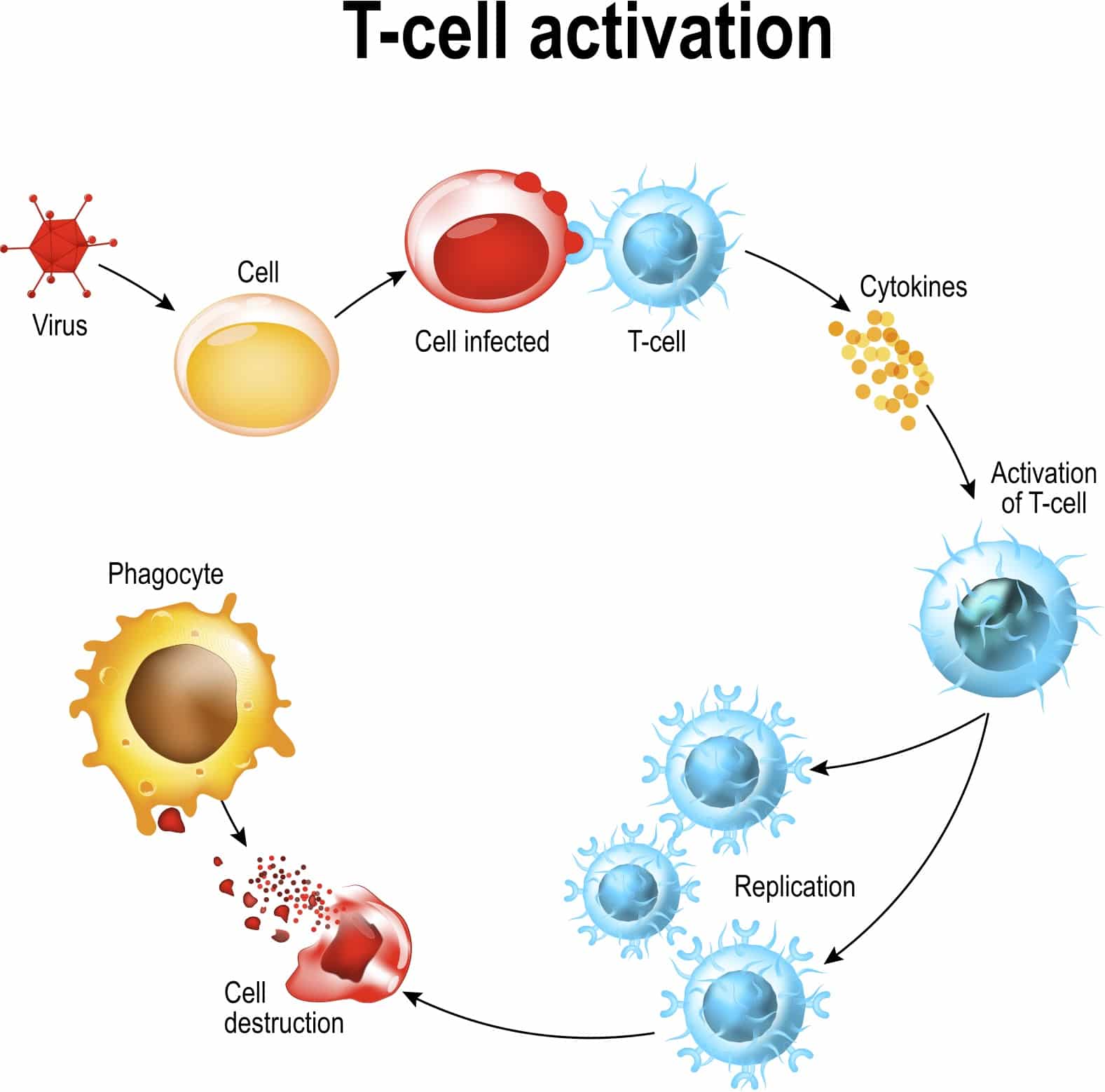 T cell Memory May Protect Us From Covid-19 + How to Boost T cell ...