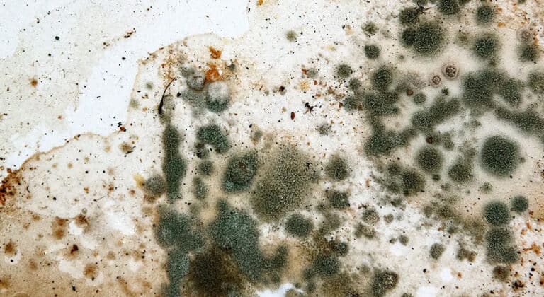 Mold and the Brain: How Neurologic Conditions Might be Linked to ...